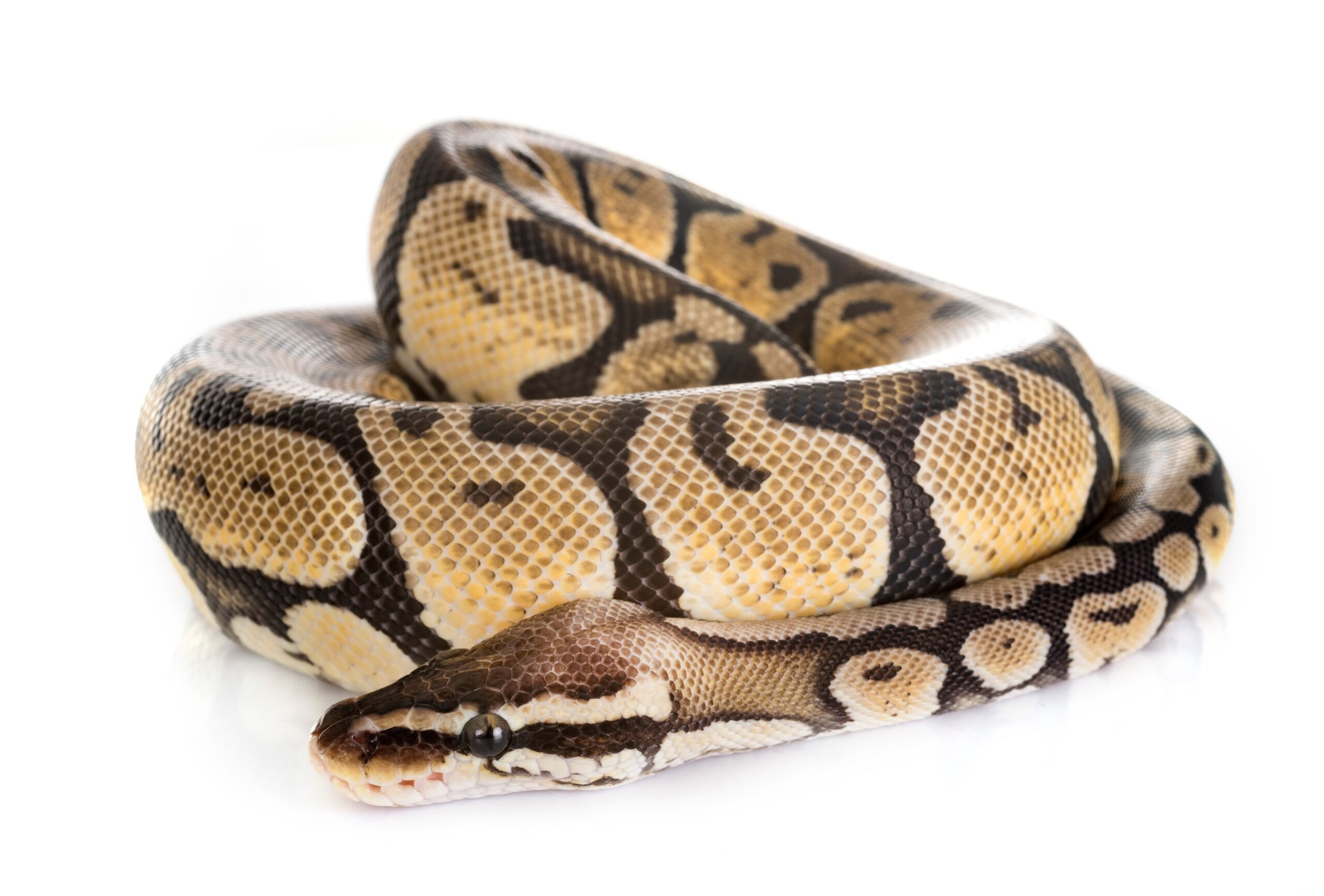 Economy chokes on the 'pig' of inflation - Philip J Milton & Company Plc